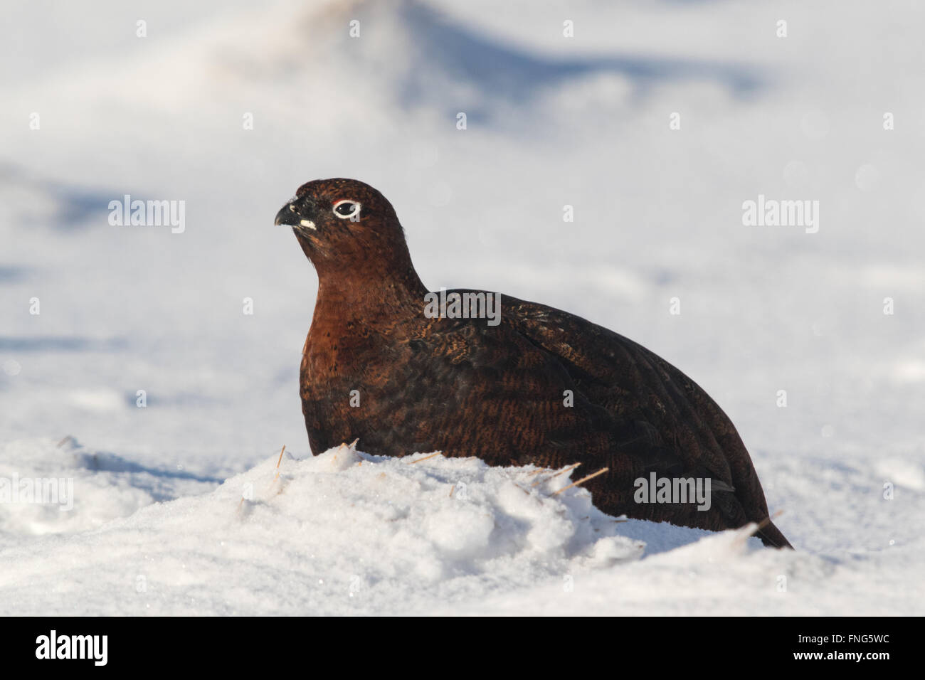 Female red grouse lagopus lagopus hi-res stock photography and images ...
