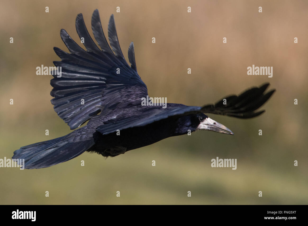 Rook (Corvus frugilegus) in flight Stock Photo - Alamy