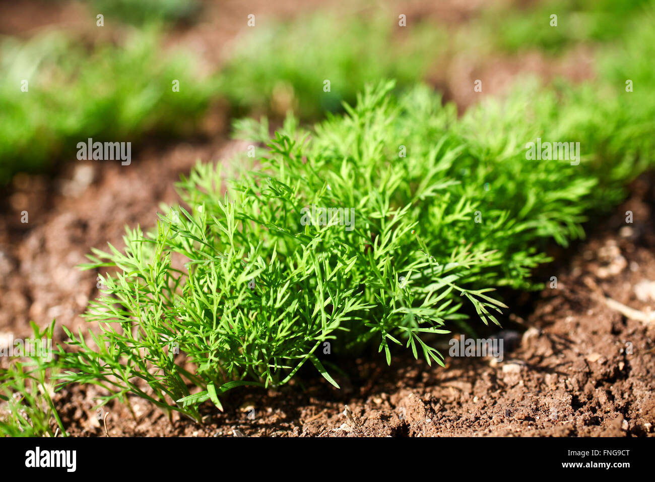 Coriander field or organic farm hi-res stock photography and images - Alamy