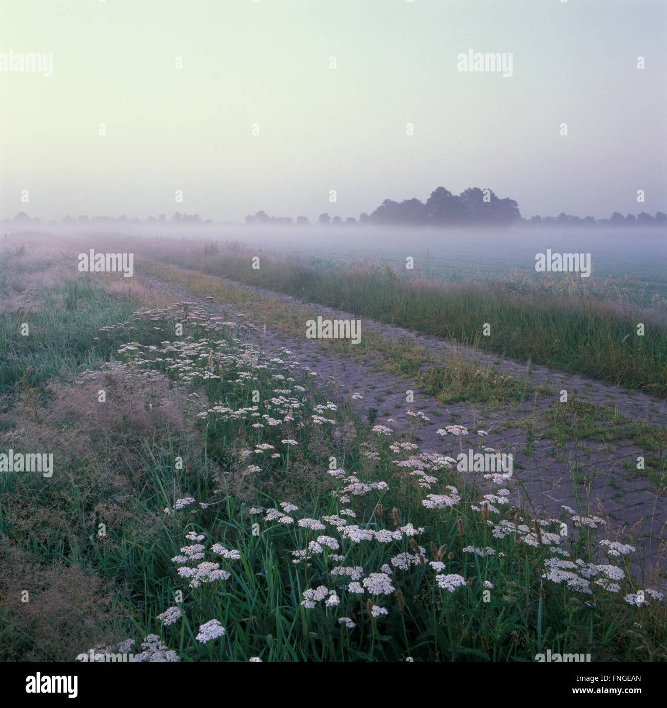 Holland landscape nature hi-res stock photography and images - Alamy