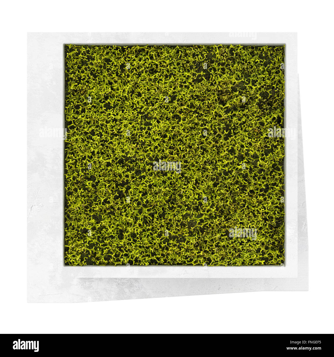 top view of square moss pot isolated on white background Stock Photo ...