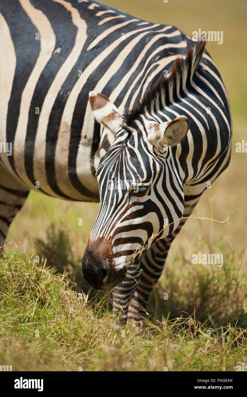 zebra in Kenya national park Stock Photo - Alamy