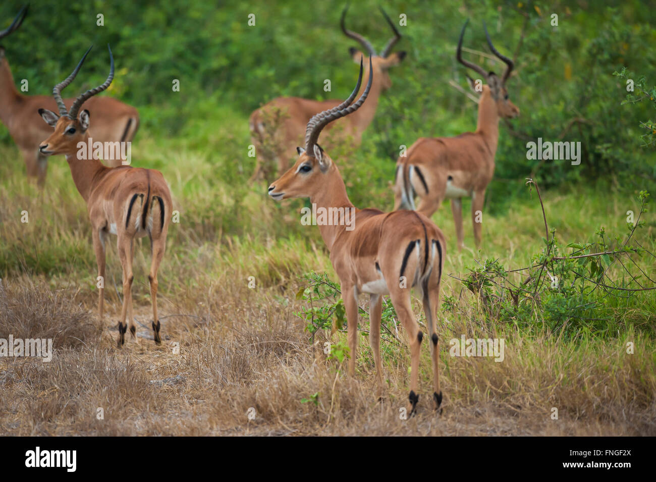 Group of male impalas hi-res stock photography and images - Alamy