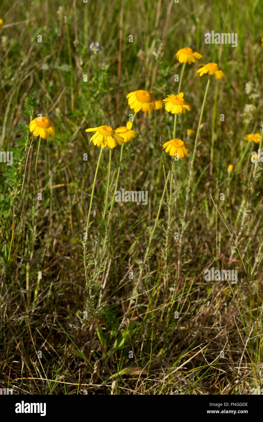 Cota tinctoria (golden marguerite, yellow chamomile, oxeye chamomile ...