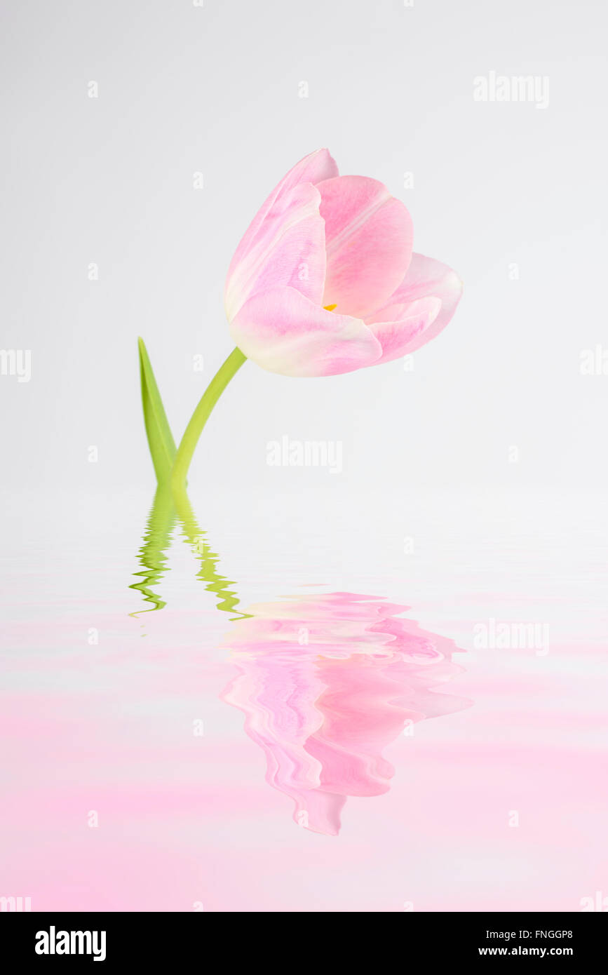 Pink reflecting in water hi-res stock photography and images - Alamy