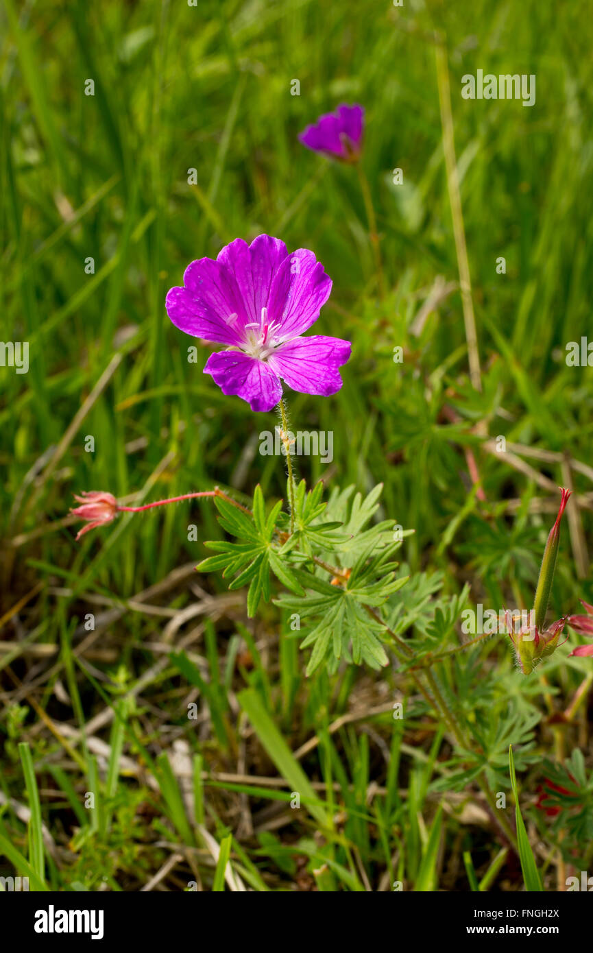 Bloody Cranesbill Blood Red Cranesbill Geranium Stock Photos & Bloody ...