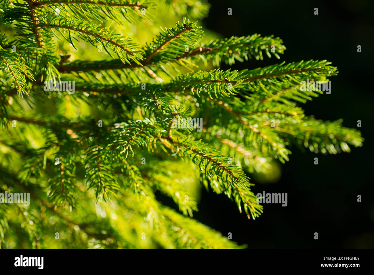 Green spruce bough on a dark background Stock Photo - Alamy