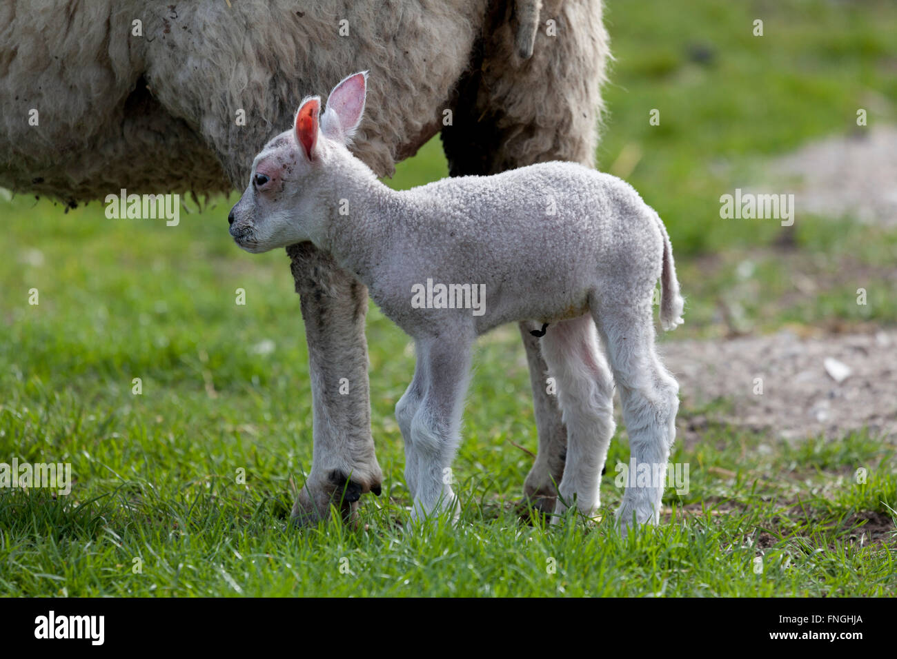 Newborn lamb hi-res stock photography and images - Alamy