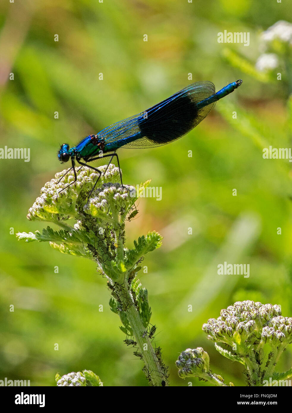 Australia insect damselfly hi-res stock photography and images - Alamy