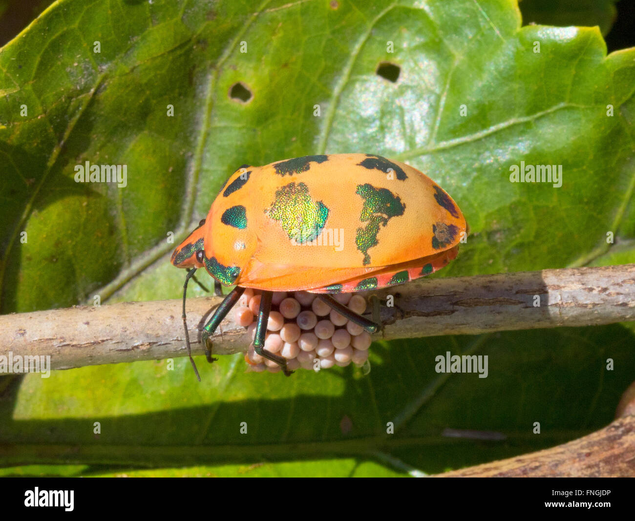 Harlequin beetle hi-res stock photography and images - Alamy