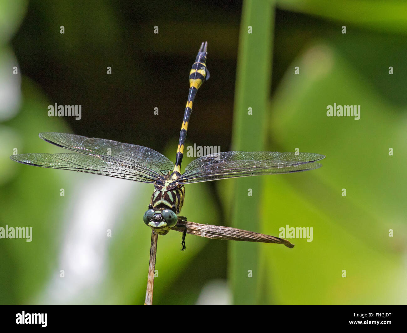 Dragonfly close up hi-res stock photography and images - Alamy