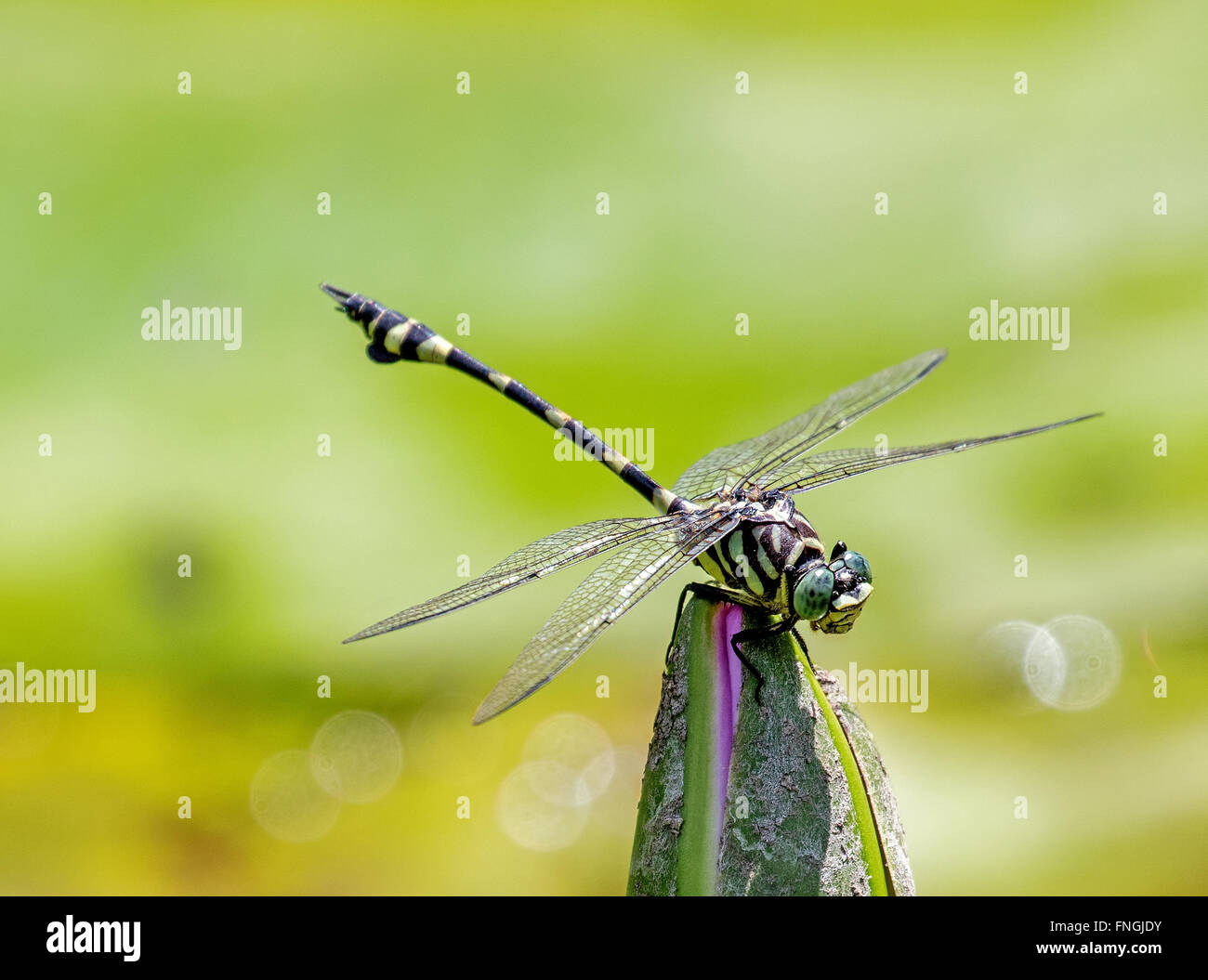 Dragonfly close up hi-res stock photography and images - Alamy