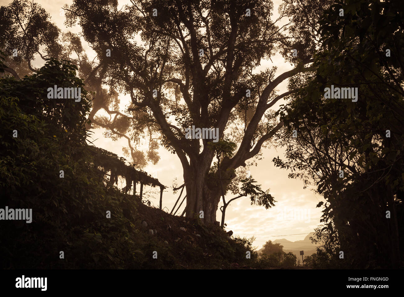 Great tree at sunset Stock Photo - Alamy