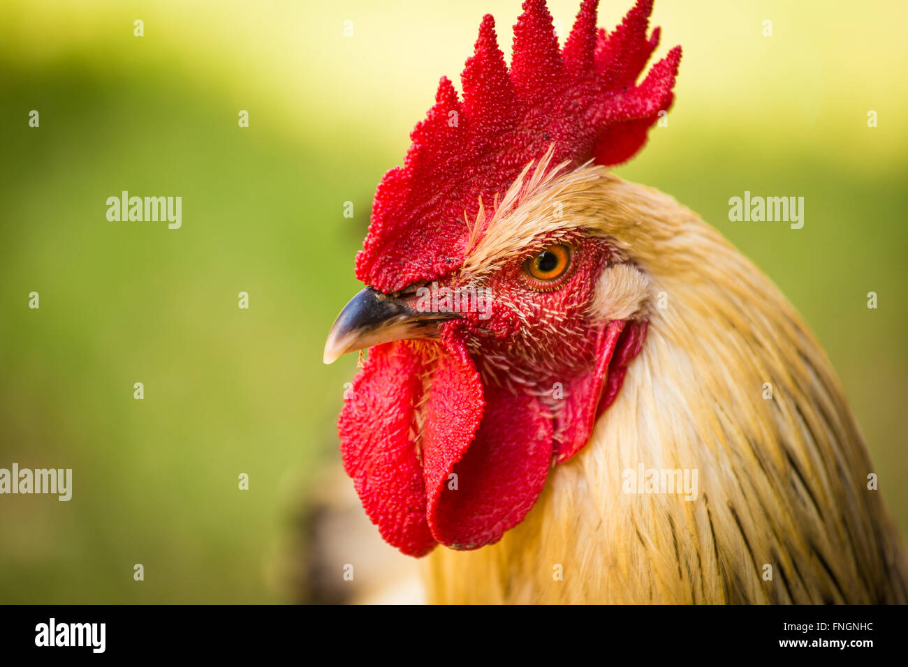 Rooster face closeup at the farm Stock Photo - Alamy