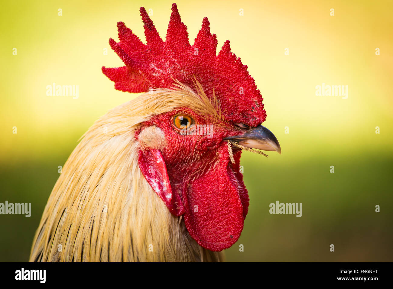 Rooster face closeup at the farm Stock Photo - Alamy