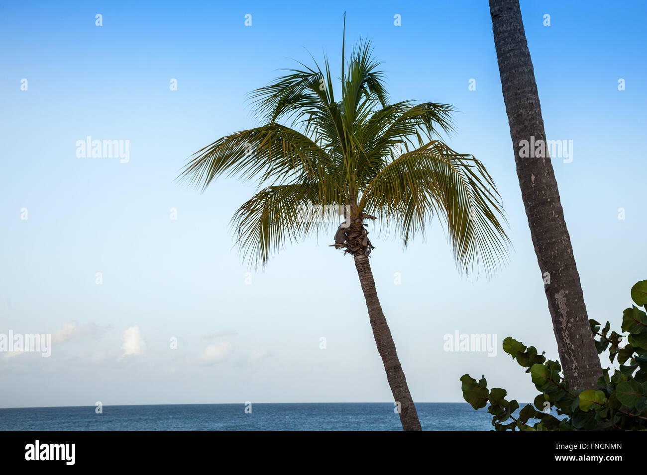 Palm tree`s with Caribbean ocean and clear blue sky Stock Photo - Alamy