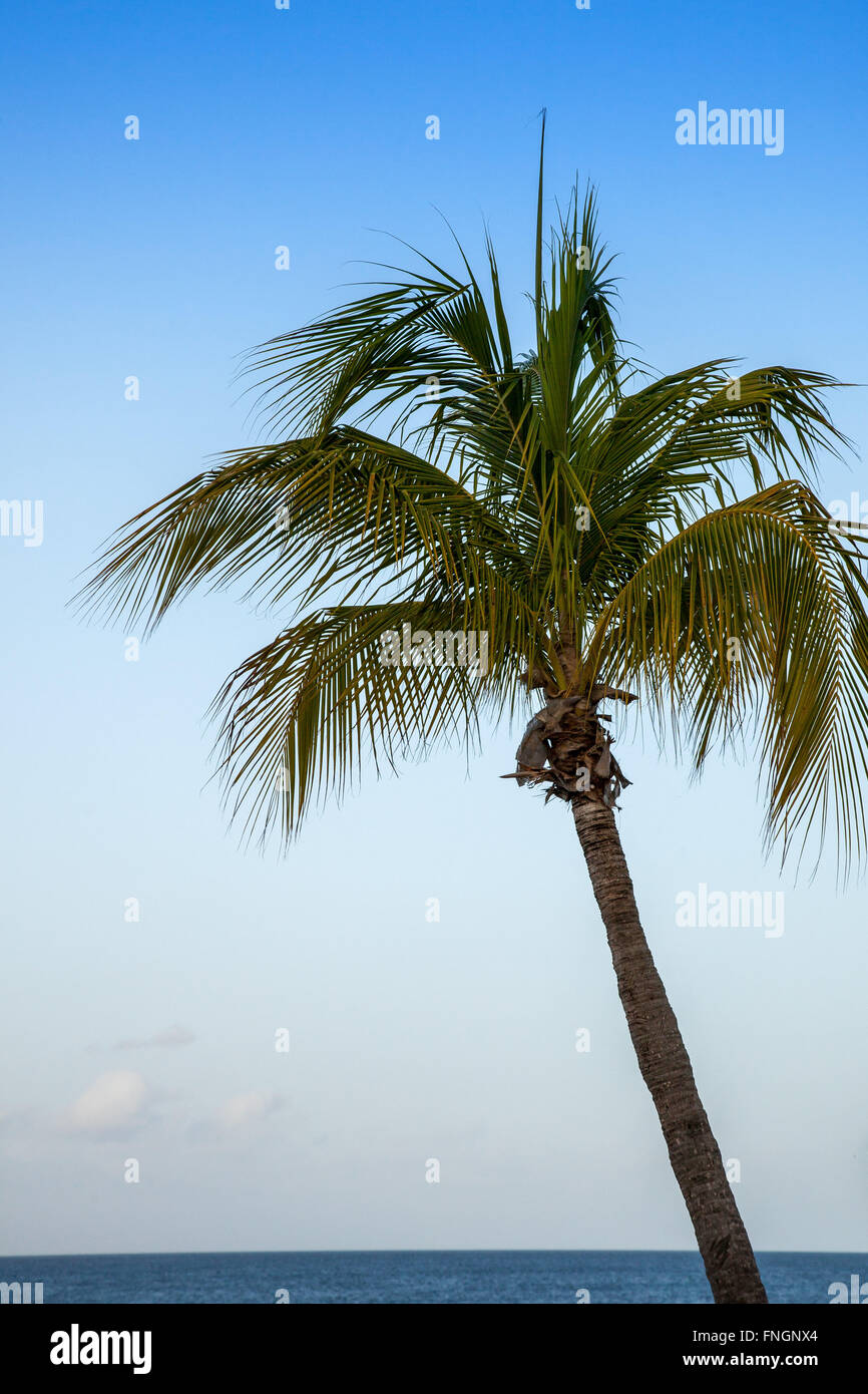 Palm tree with Caribbean ocean and clear blue sky Stock Photo - Alamy