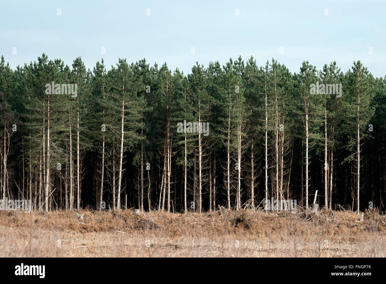 Rendlesham forest Suffolk England Stock Photo - Alamy