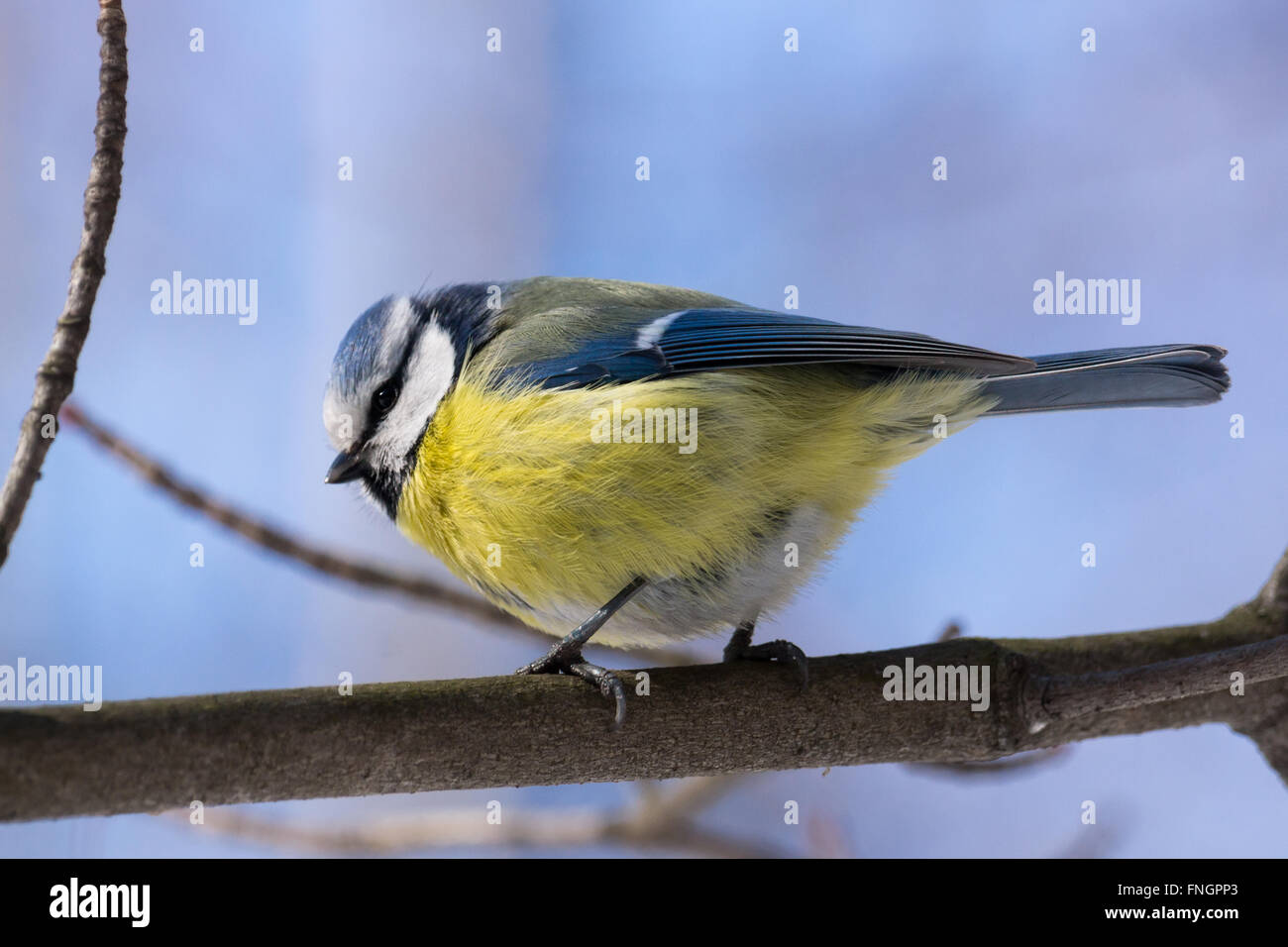 The photo shows a bird on a branch Stock Photo - Alamy