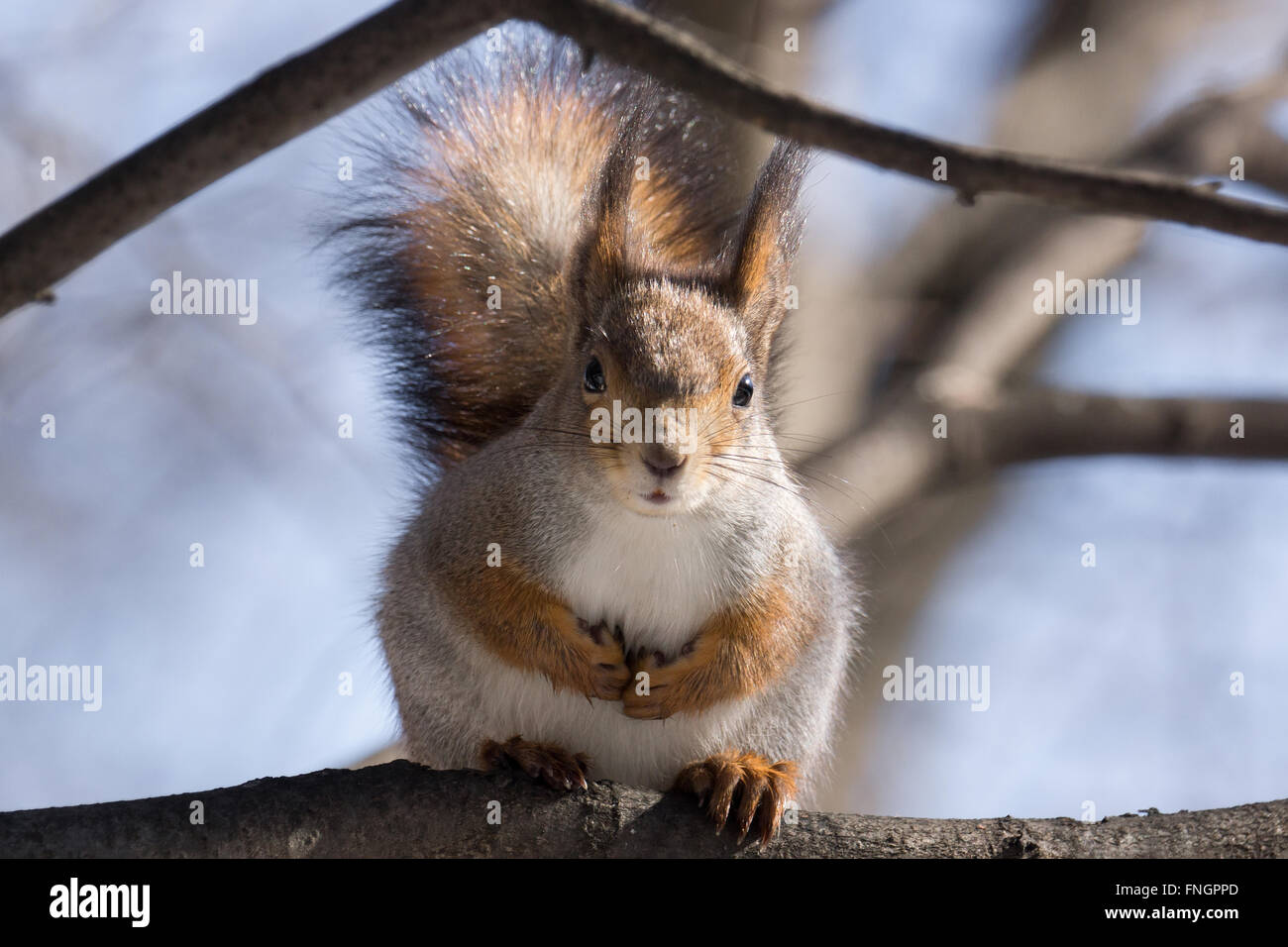 the photograph shows a squirrel on a tree Stock Photo - Alamy