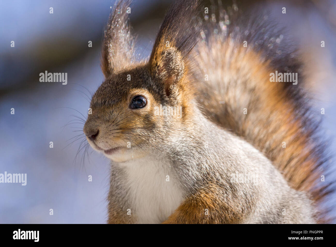 the photograph shows a squirrel on a tree Stock Photo - Alamy