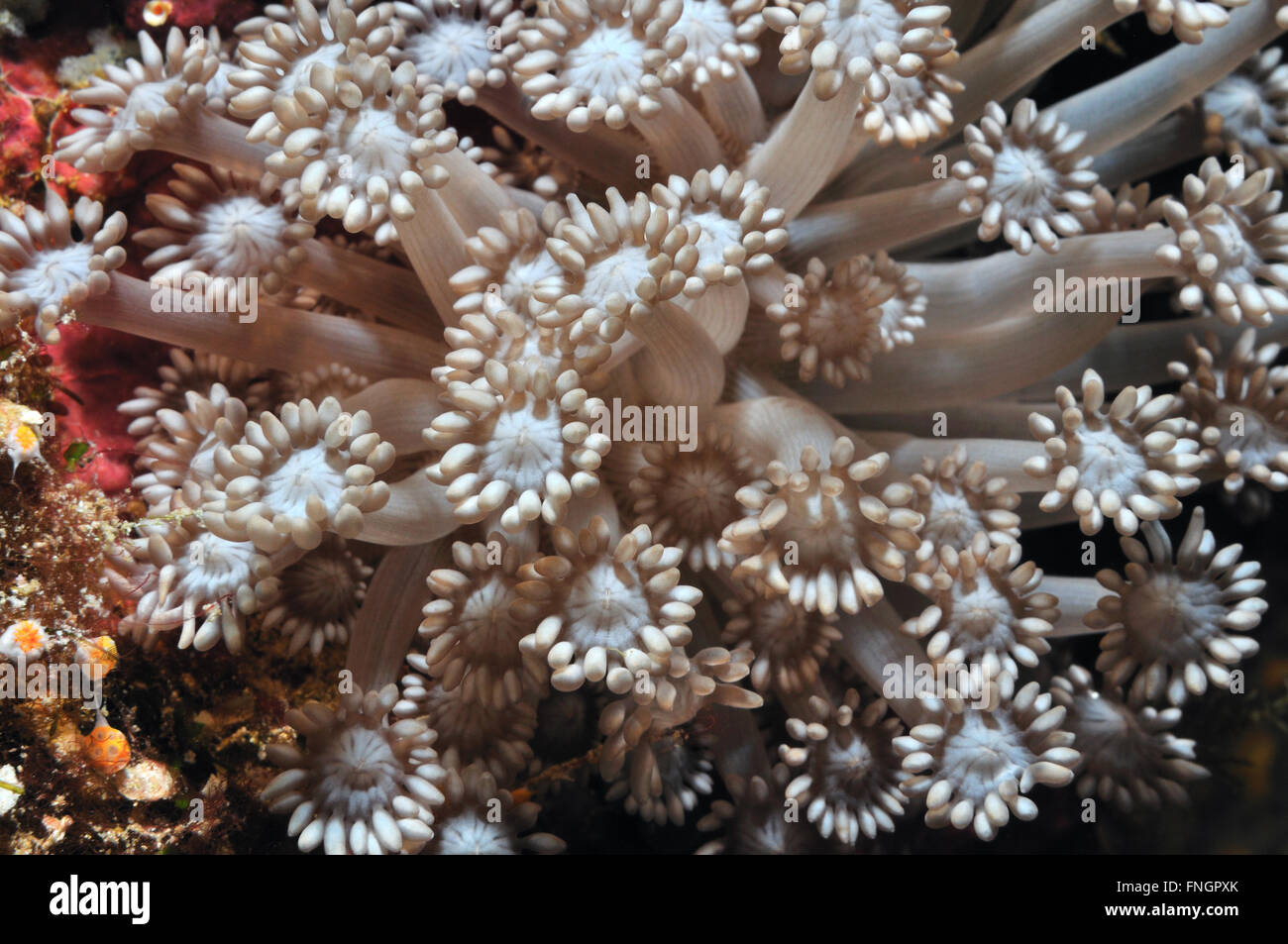 Columnar daisy coral is 'blooming' on a coral reef, Panglao ...