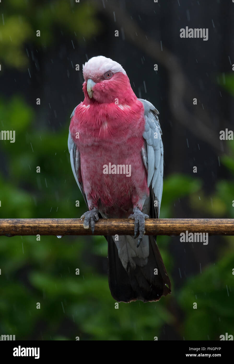 Flying galah hi-res stock photography and images - Alamy