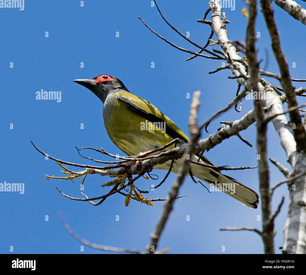 Fig birds hi-res stock photography and images - Alamy