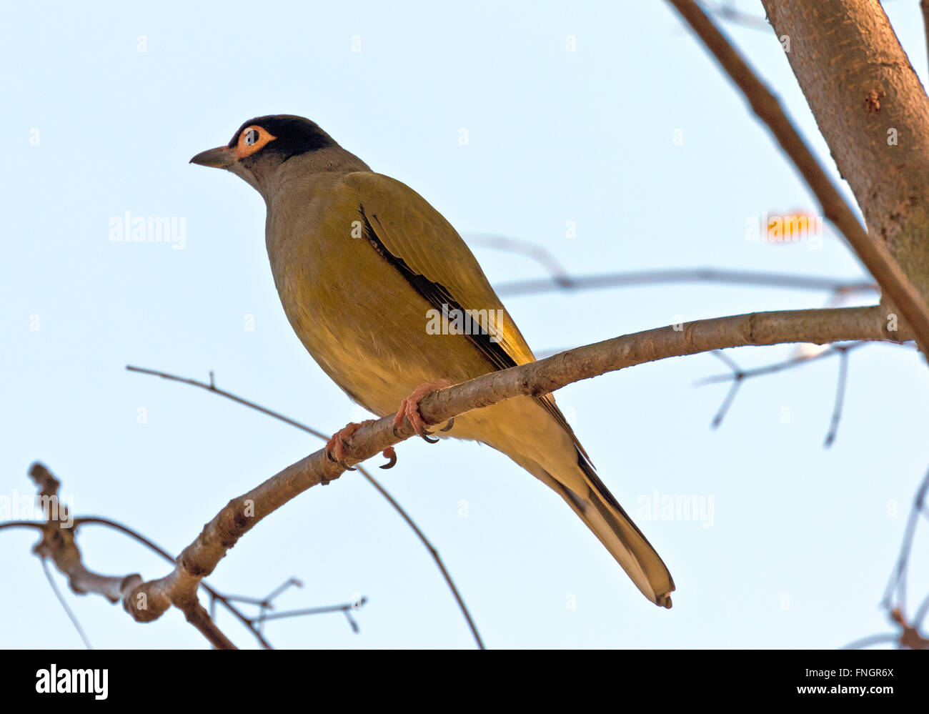 Australasian Figbird, fig bird Stock Photo - Alamy