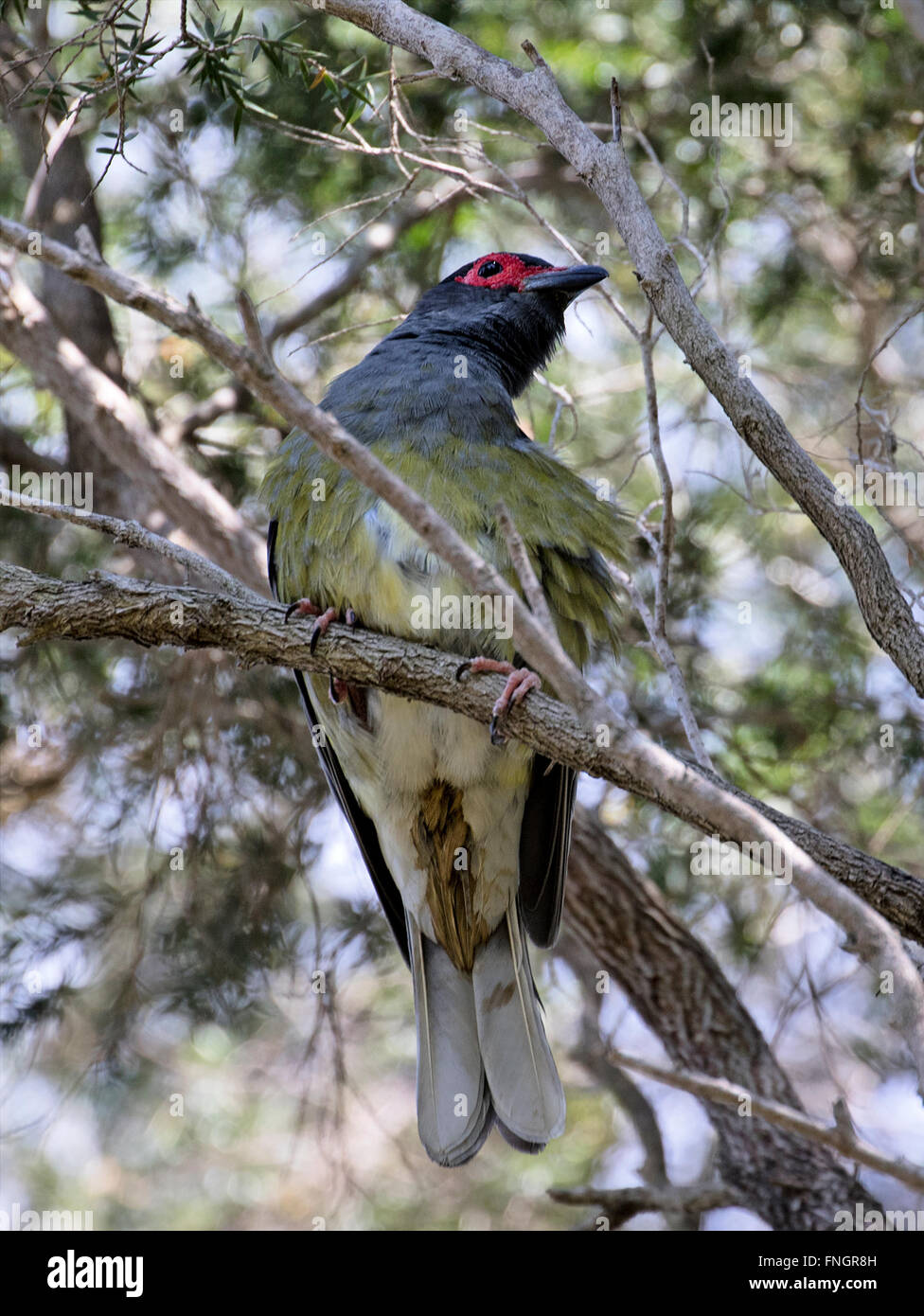 Figbird hi-res stock photography and images - Alamy