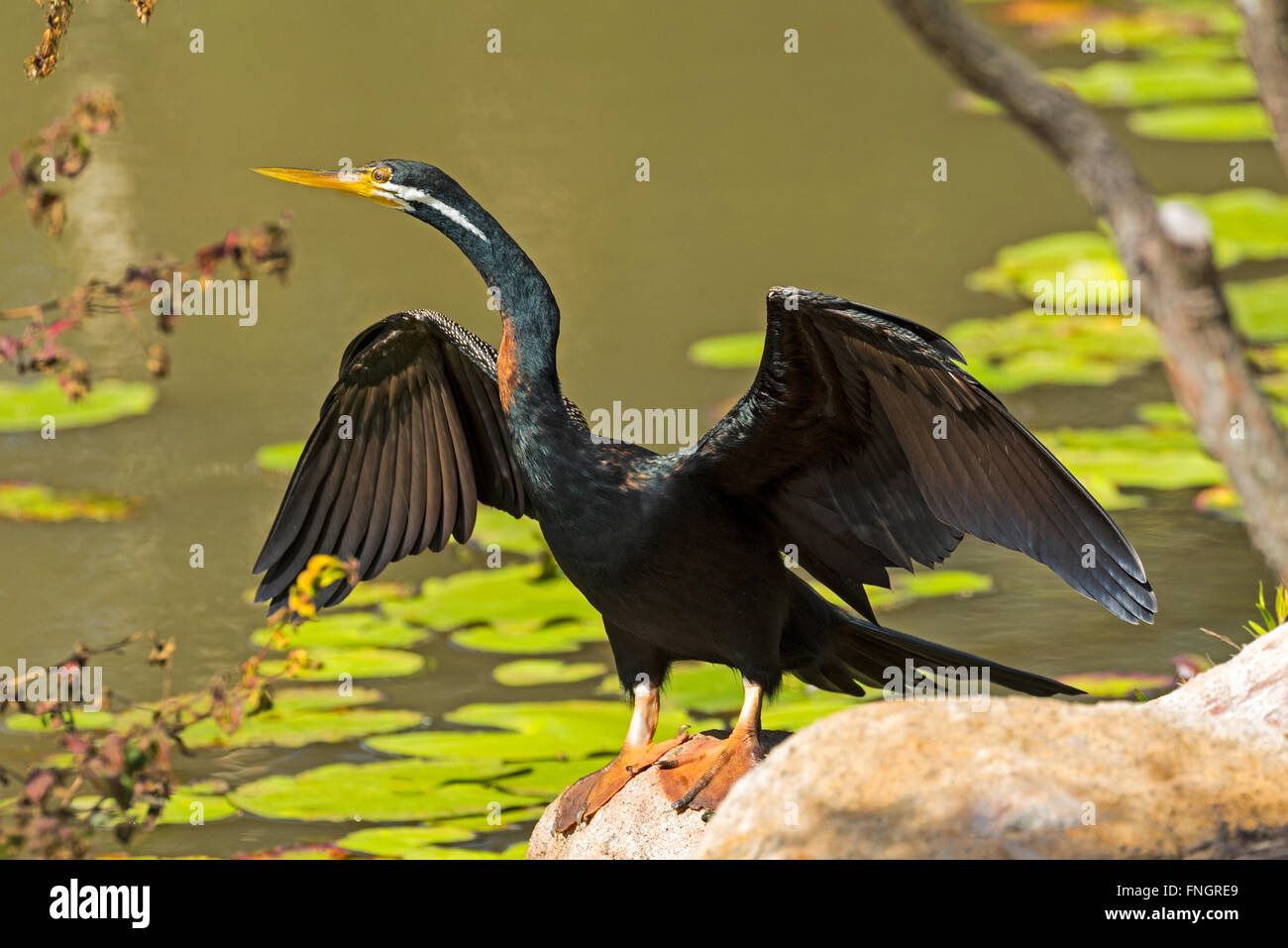 Predatory bird hi-res stock photography and images - Alamy