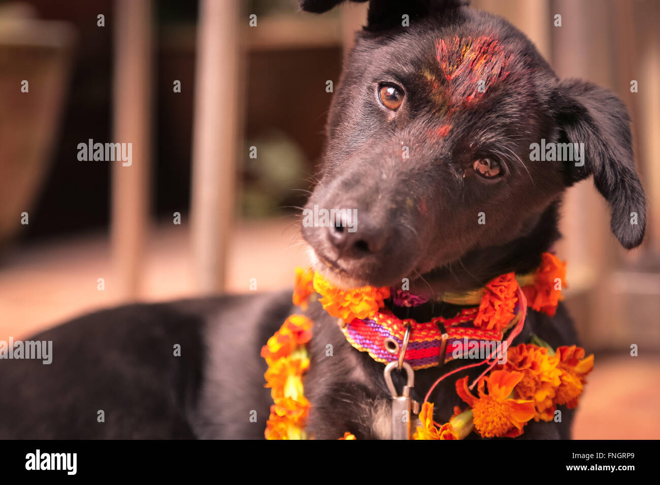 Kukur Tihar, worship of the dogs, Diwali festival, Nepal Stock Photo ...