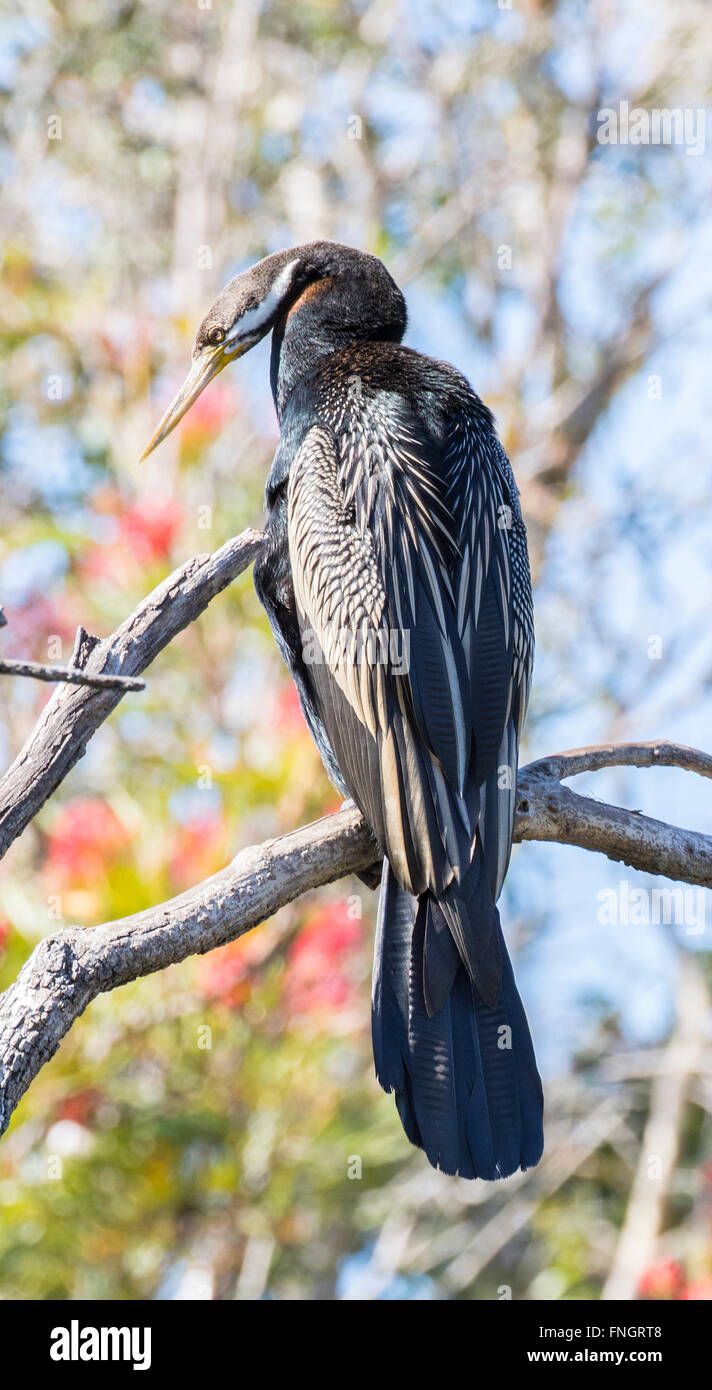 Predatory bird hi-res stock photography and images - Alamy