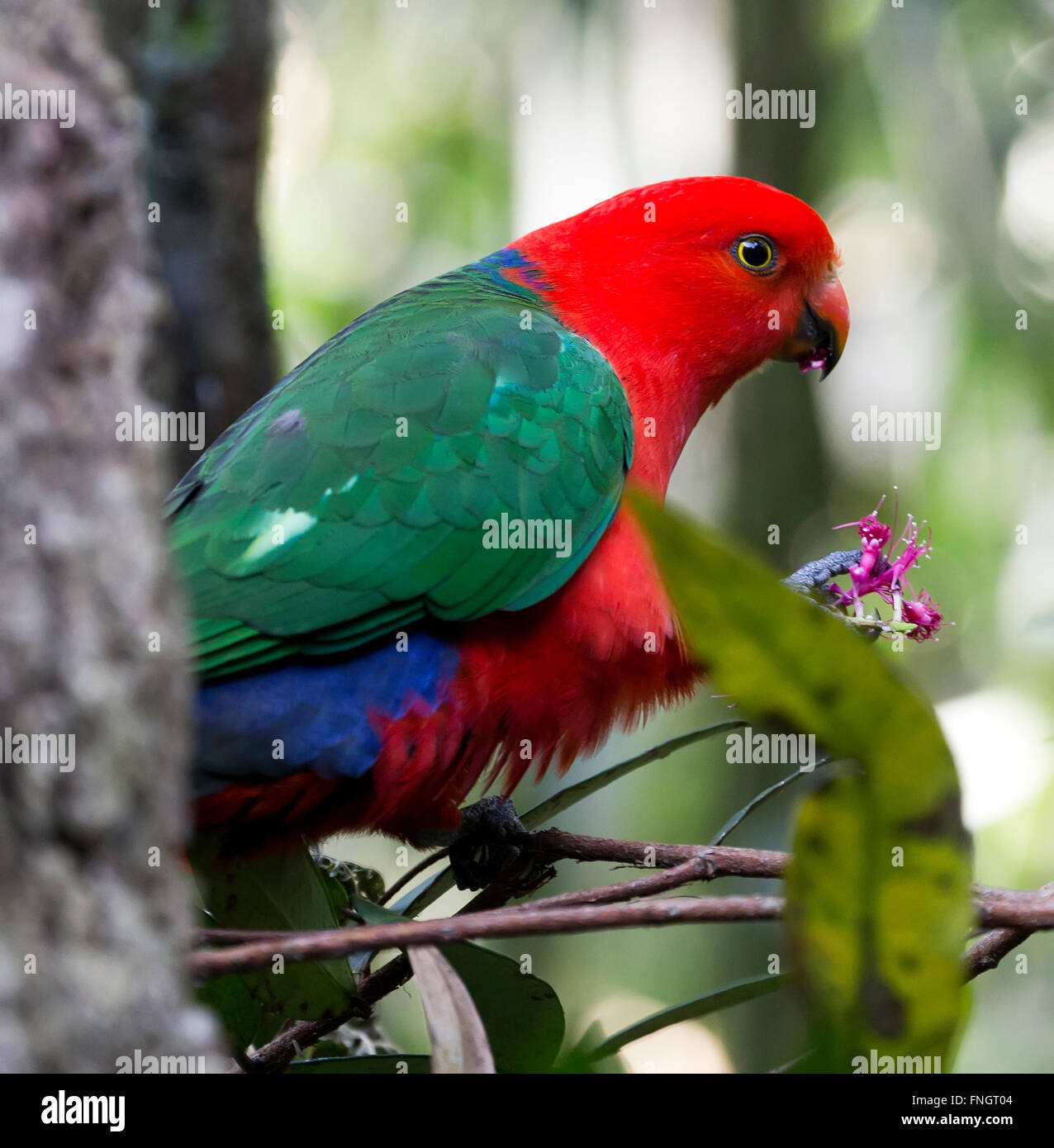 King parrot hi-res stock photography and images - Alamy