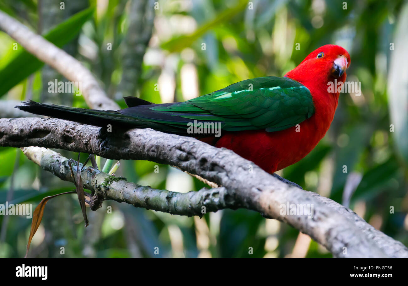 Australian King Parrot, bright, red, wildlife Stock Photo - Alamy