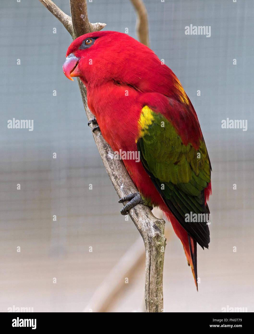 Australian King Parrot, bright, red, wildlife Stock Photo - Alamy
