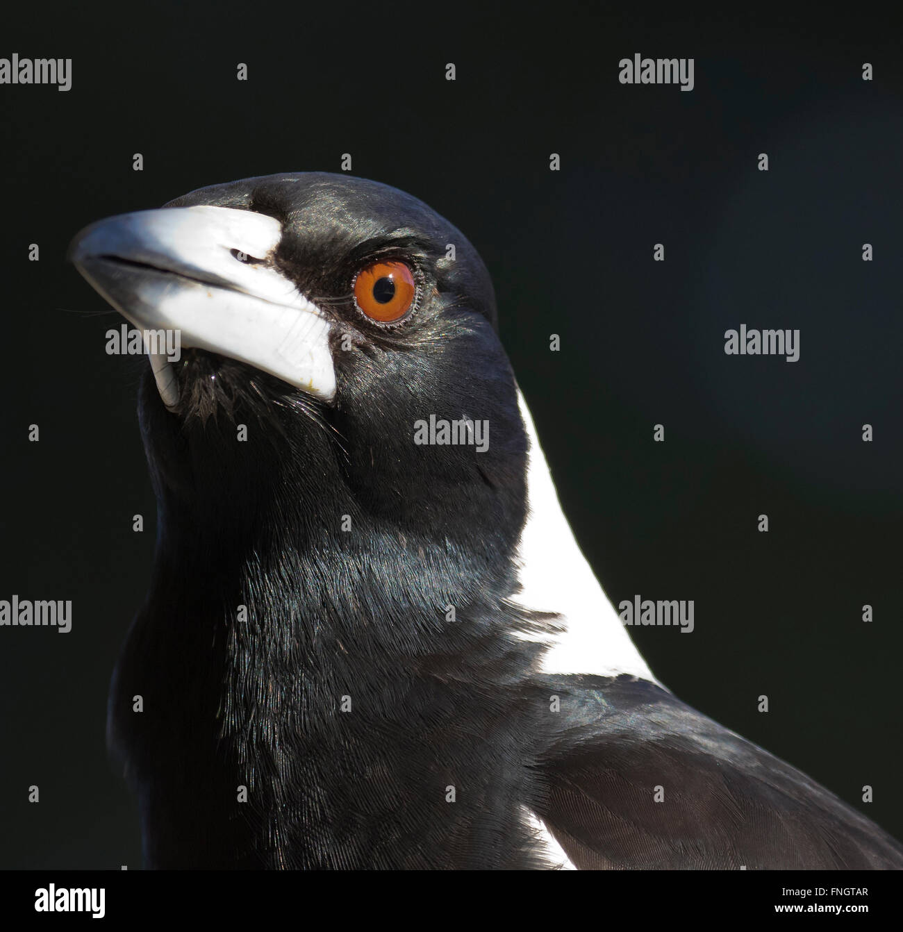 Australian magpie flying hi-res stock photography and images - Alamy