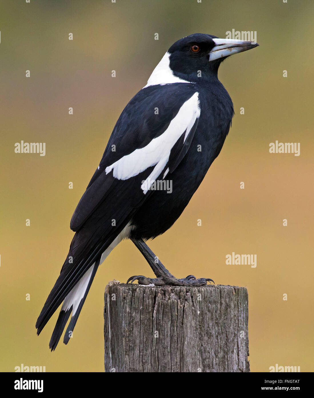 Magpie fence hi-res stock photography and images - Alamy