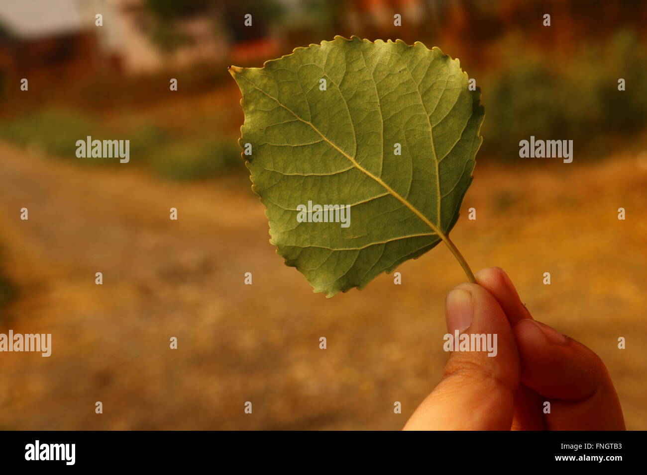 Single leaf hi-res stock photography and images - Alamy