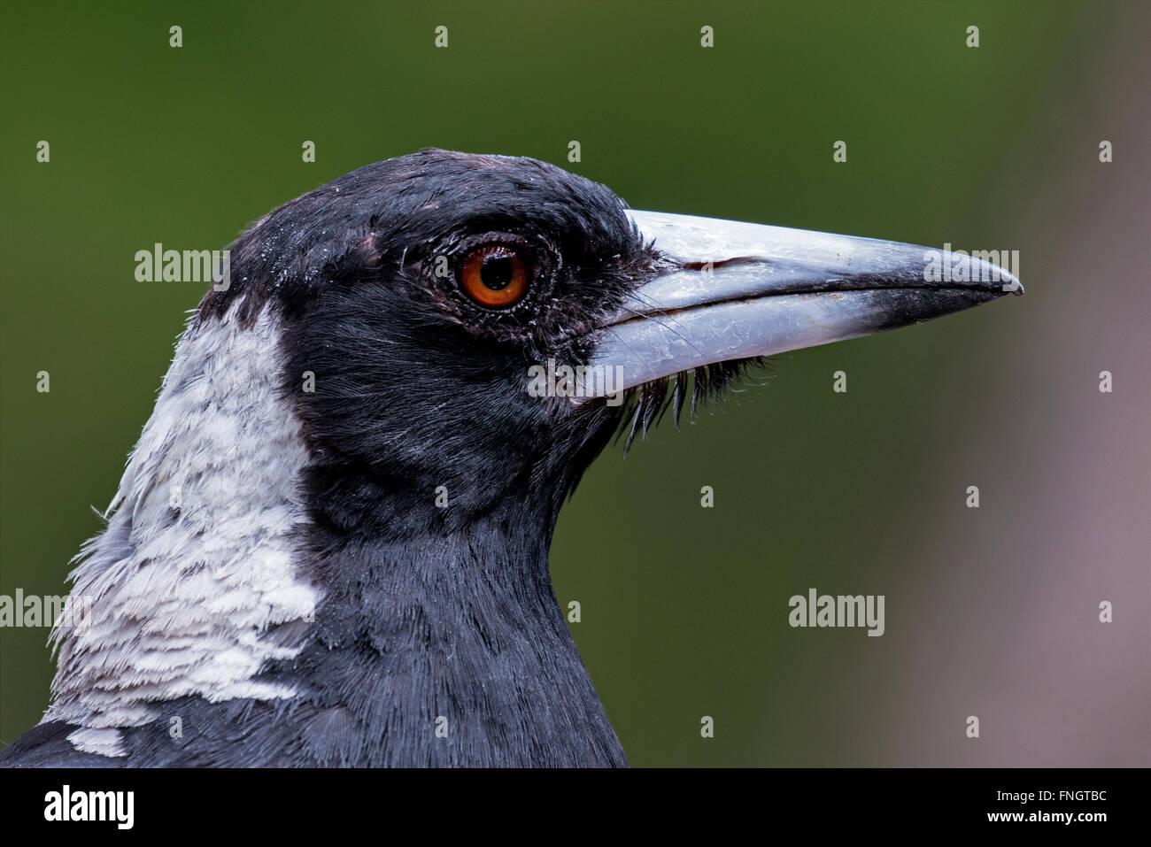 Magpie head hi-res stock photography and images - Alamy