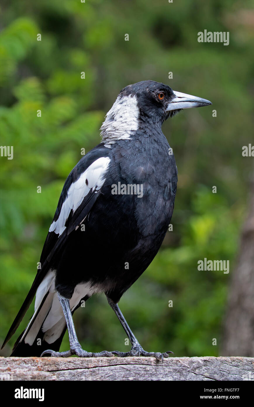 Magpie australia hi-res stock photography and images - Alamy