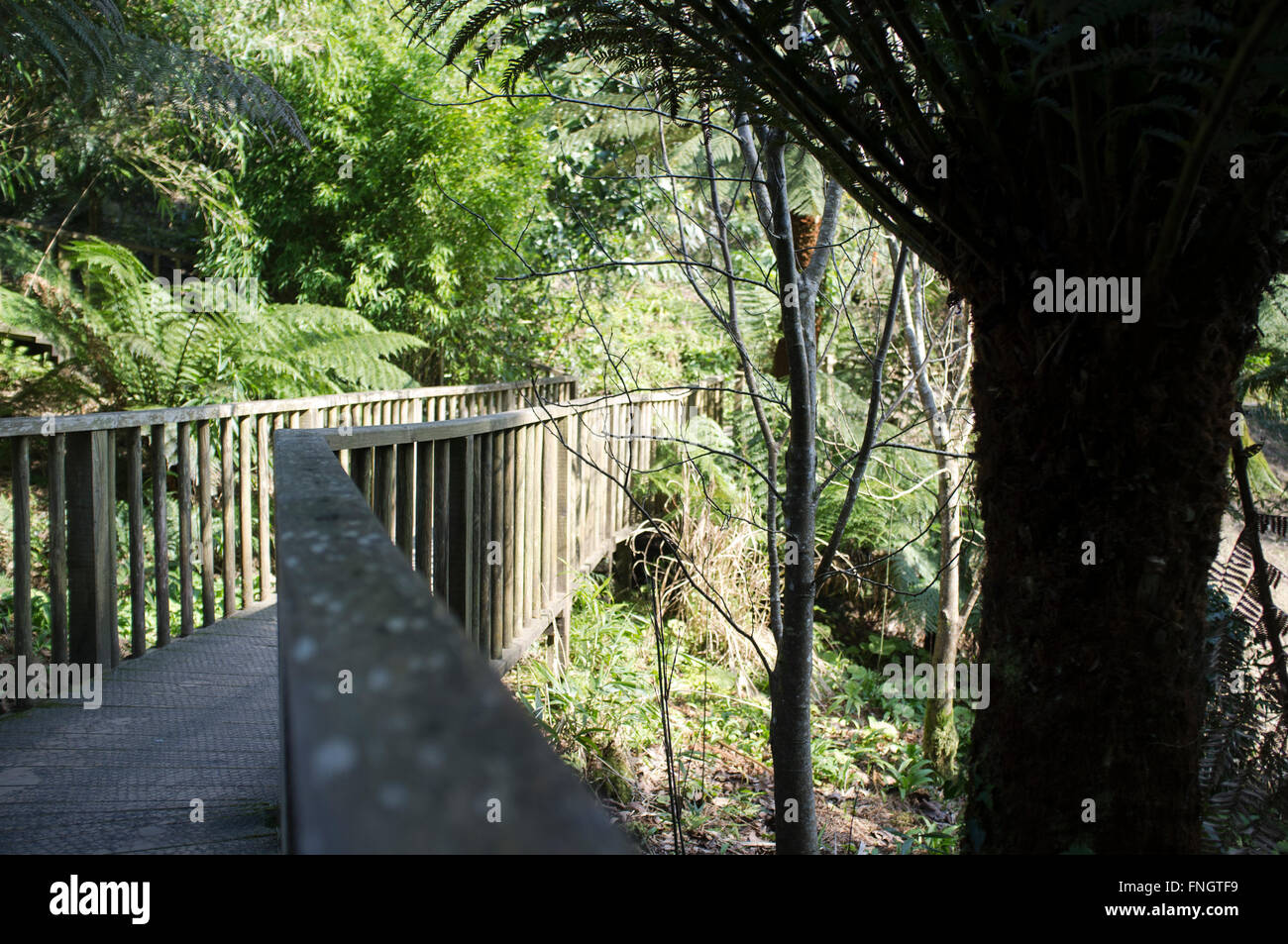 The Lost Gardens of Heligan, Cornwall, UK Stock Photo - Alamy