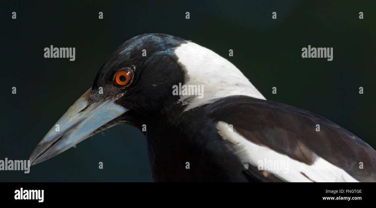 Australian magpie flying hi-res stock photography and images - Alamy