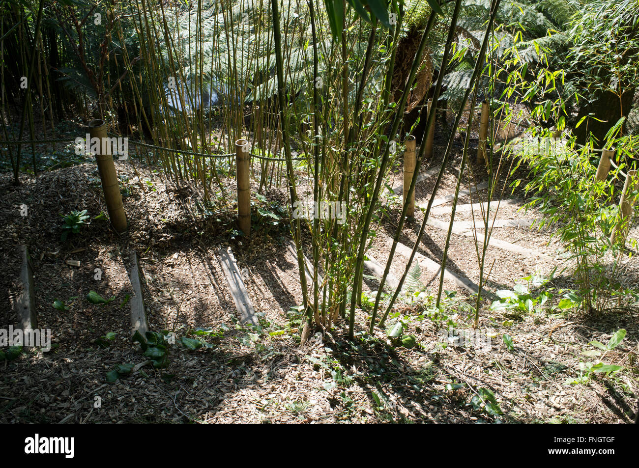 Lost gardens of heligan jungle hi-res stock photography and images - Alamy