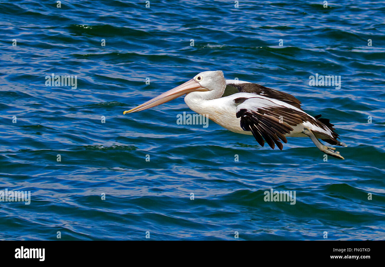 Australian pelican in flight hi-res stock photography and images - Alamy