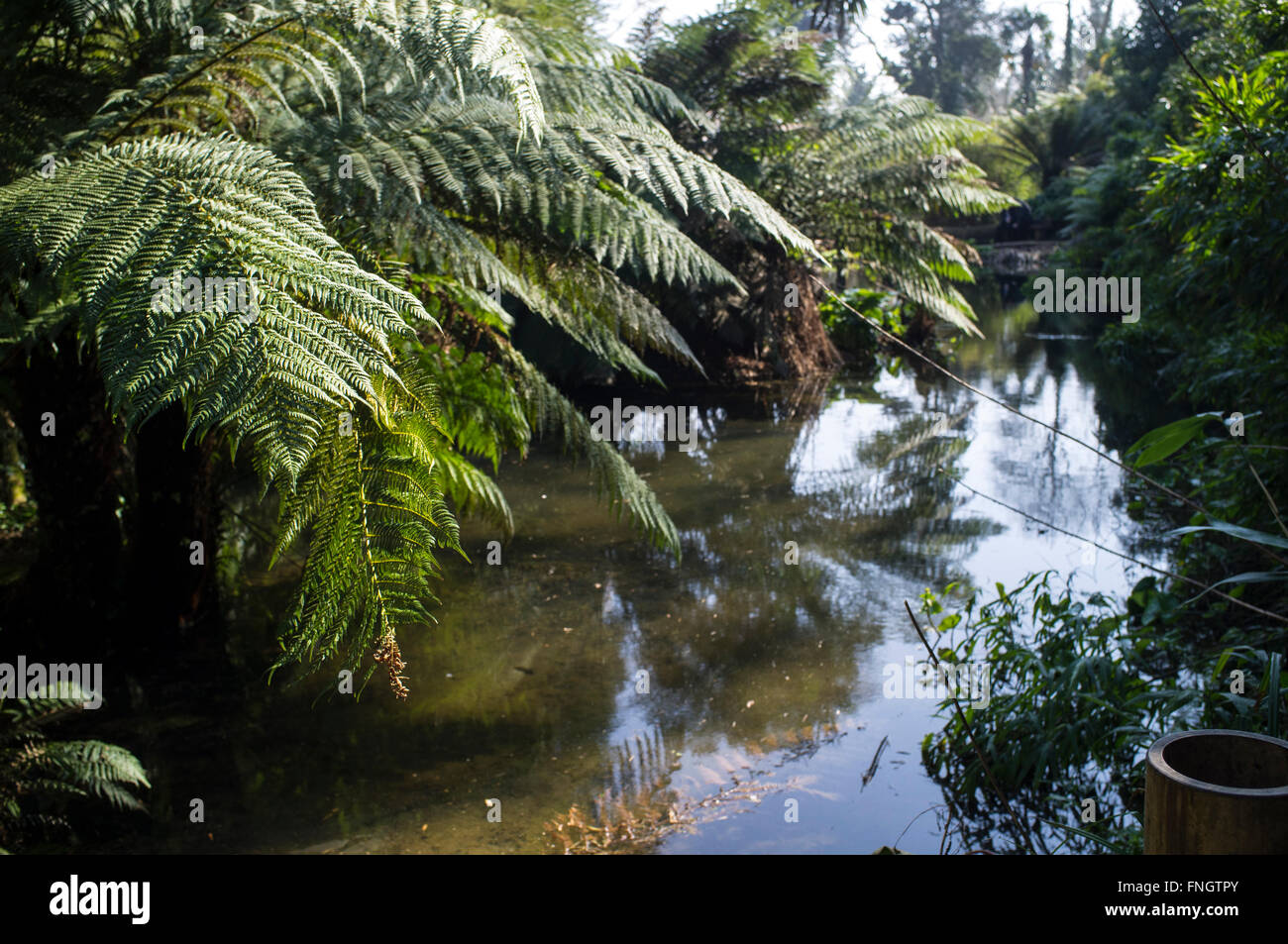 The Lost Gardens of Heligan, Cornwall, UK Stock Photo - Alamy