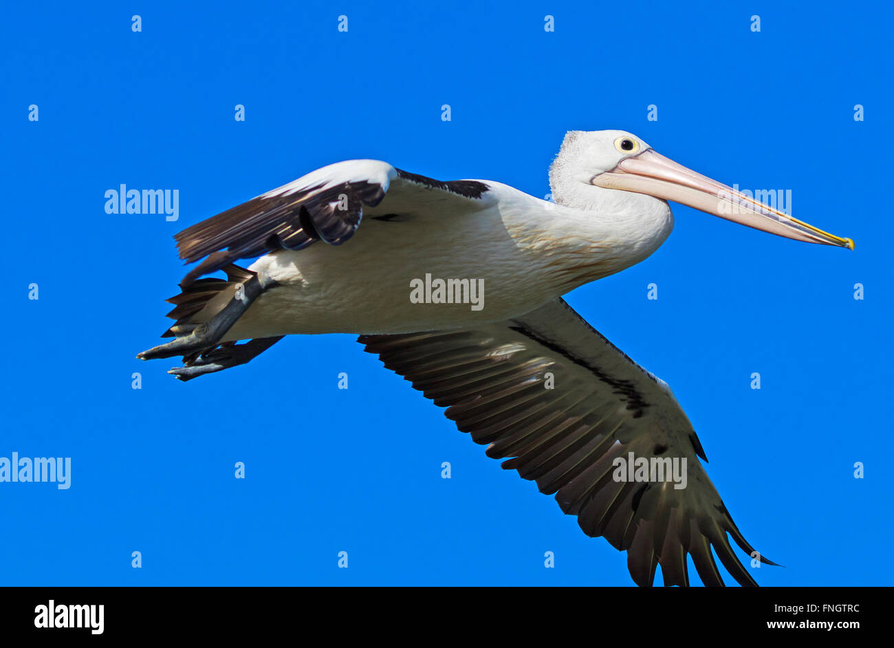 Australian pelican in queensland hi-res stock photography and images ...