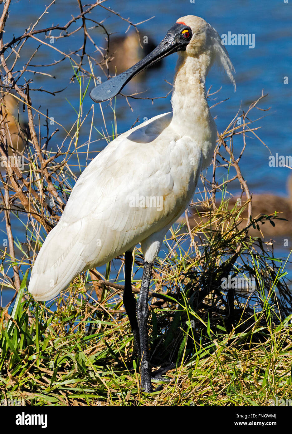 Australian water birds hi-res stock photography and images - Alamy