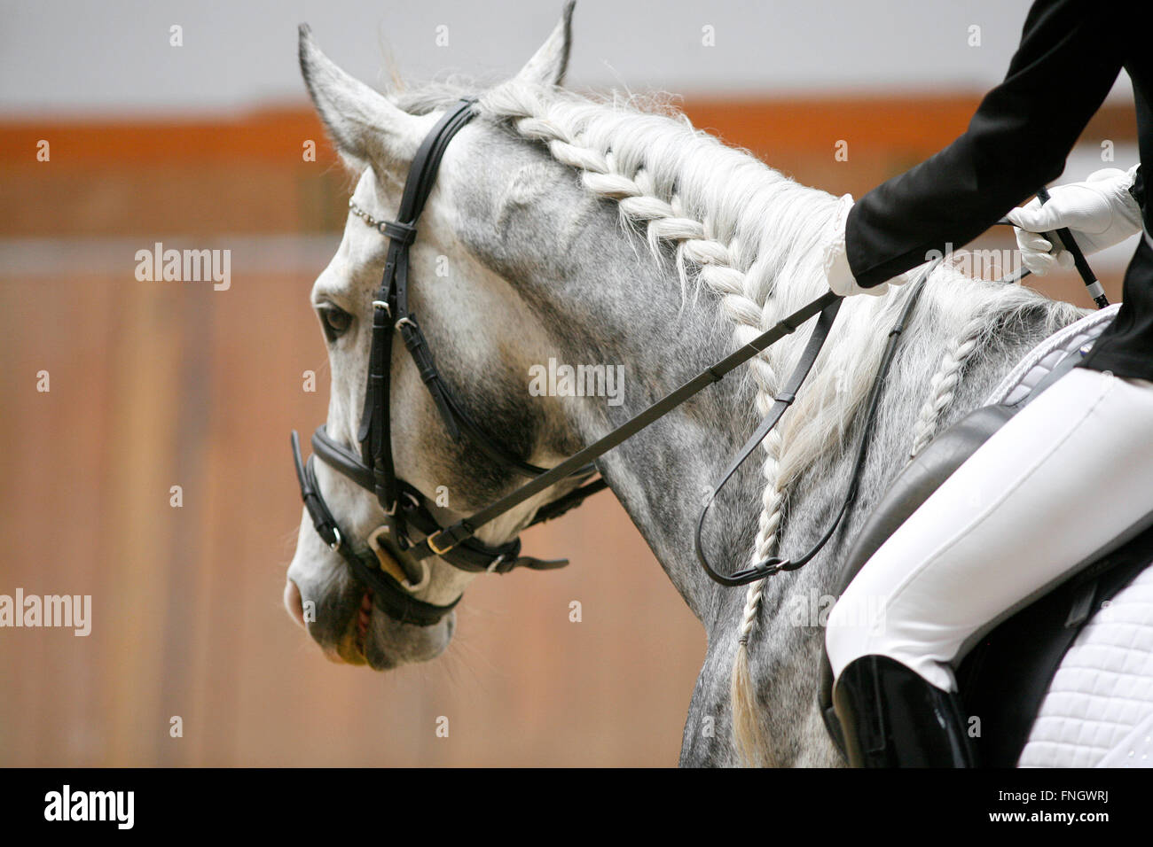 Head of a dressage horse in action. Braided mane for dressage Stock ...