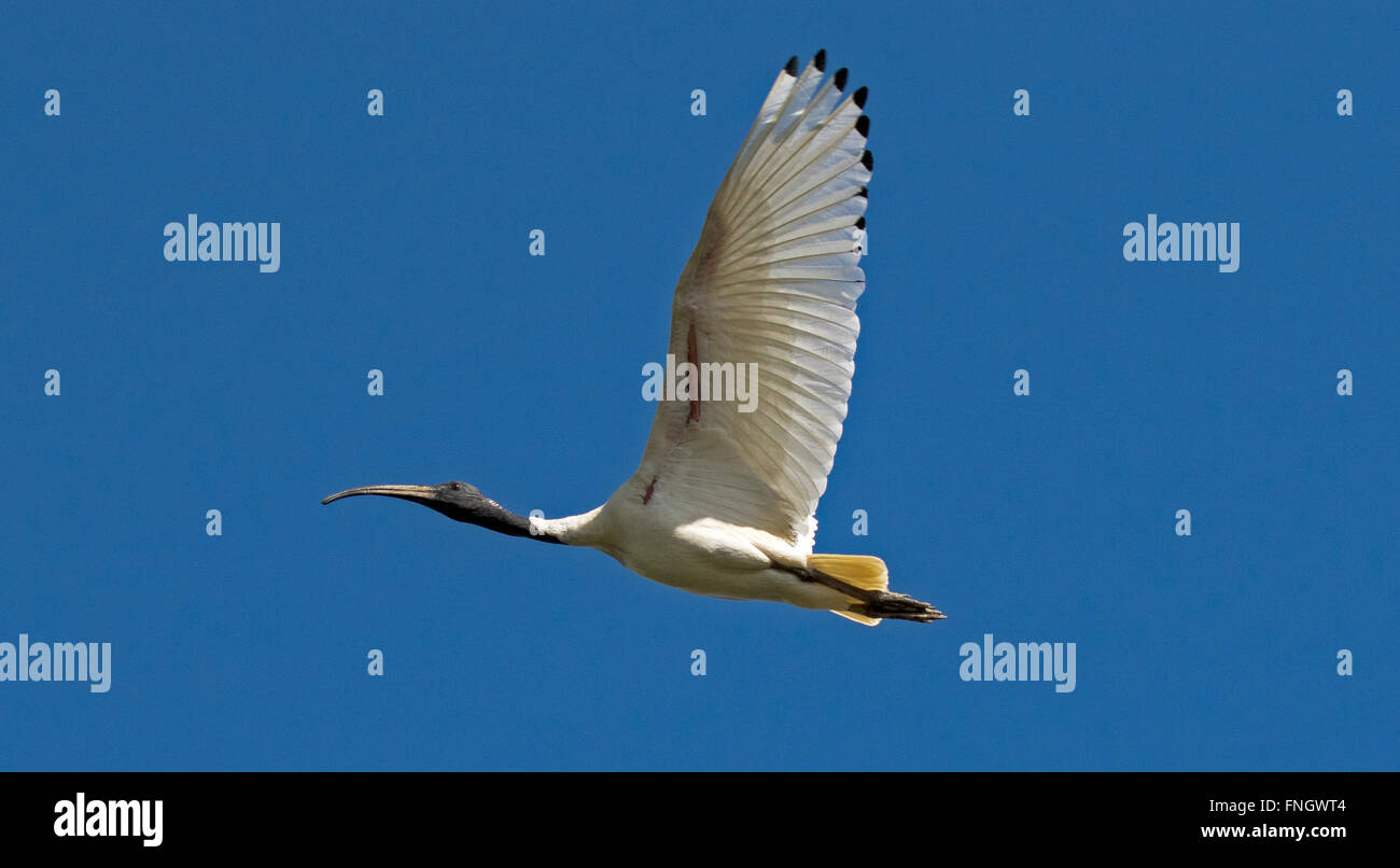 Australian White Ibis in flight Stock Photo - Alamy